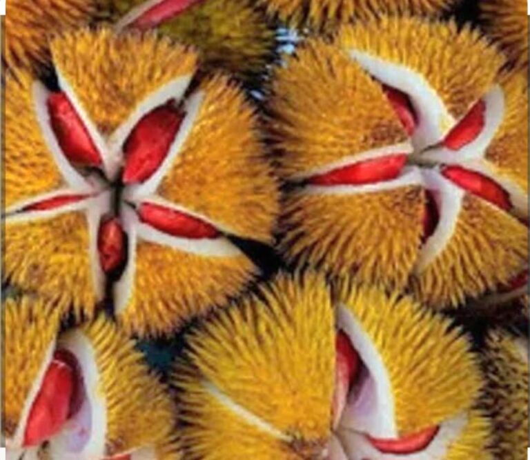 Durian Merah has the potential to be promoted as a new food product in ...